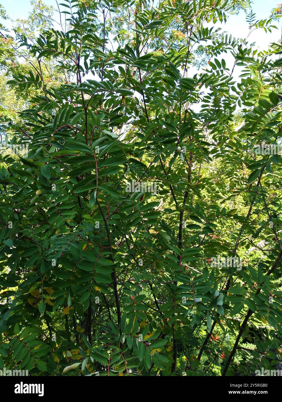 showy mountain-ash (Sorbus decora) Plantae Stock Photo - Alamy
