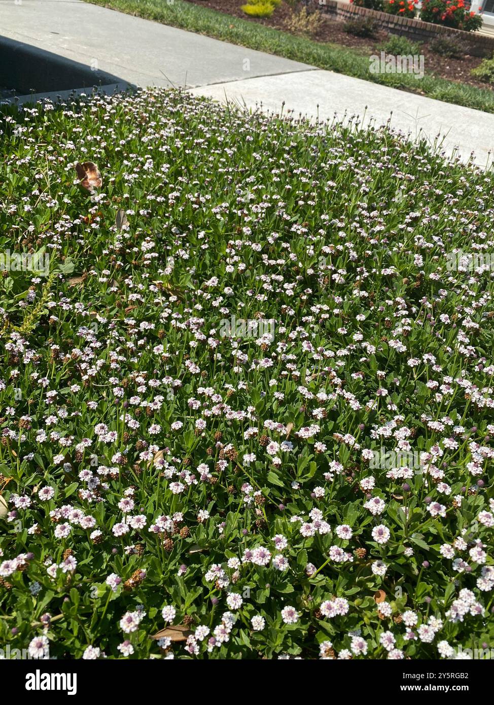 turkey tangle frogfruit (Phyla nodiflora) Plantae Stock Photo - Alamy
