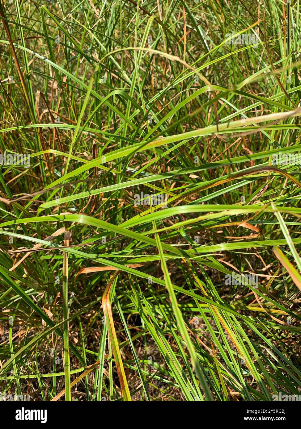 woolgrass (Scirpus cyperinus) Plantae Stock Photo - Alamy