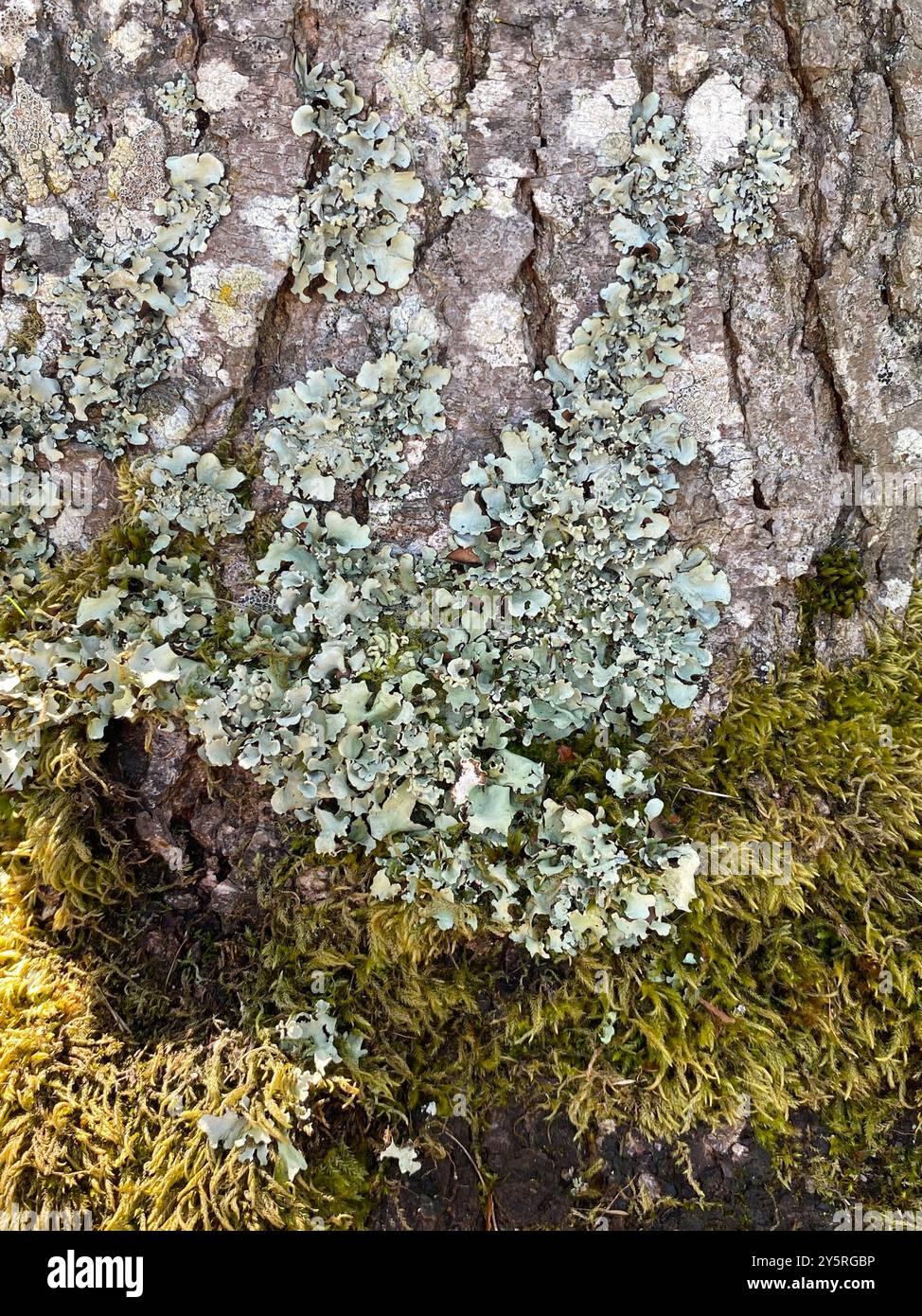 common greenshield lichen (Flavoparmelia caperata) Fungi Stock Photo ...