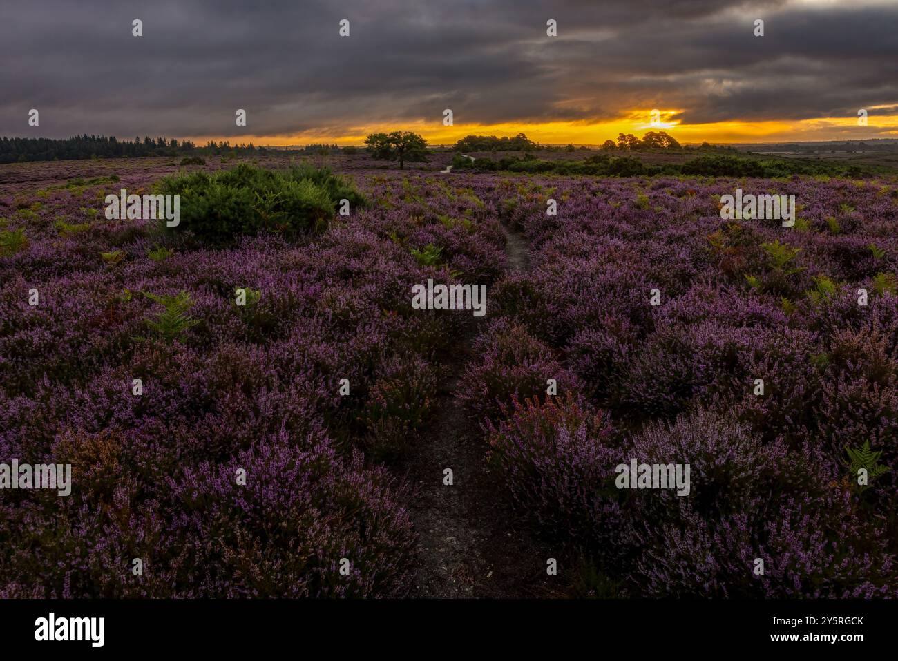 Scenes across the New Forest Stock Photo - Alamy