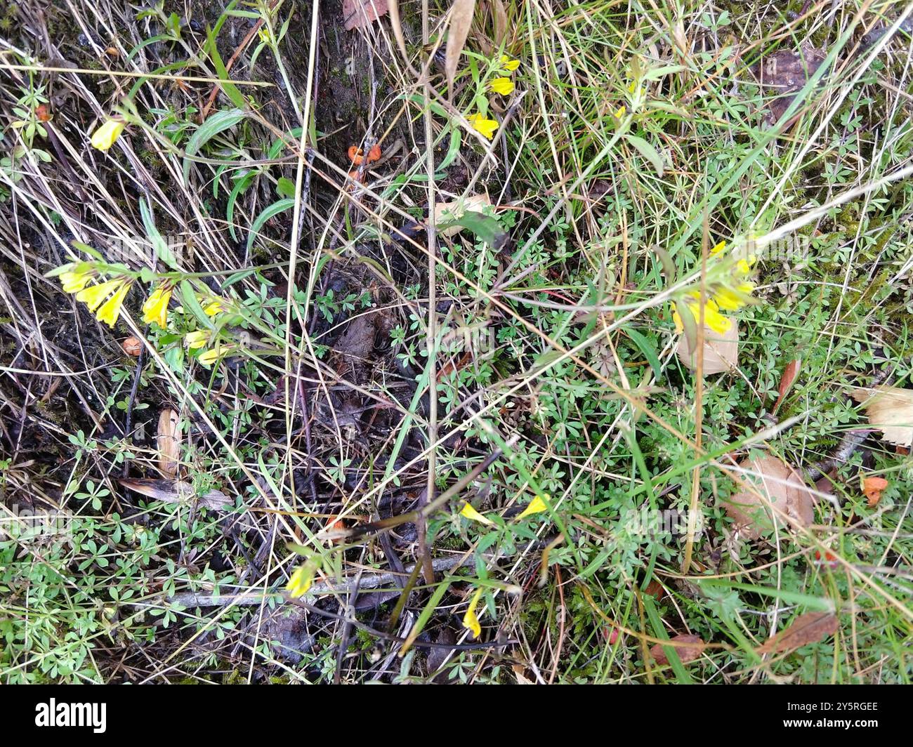 Common Cow-wheat (Melampyrum pratense) Plantae Stock Photo - Alamy