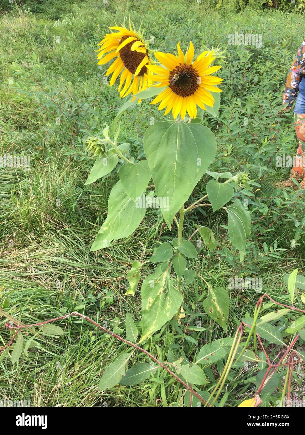 Common Sunflower (Helianthus annuus) Plantae Stock Photo - Alamy