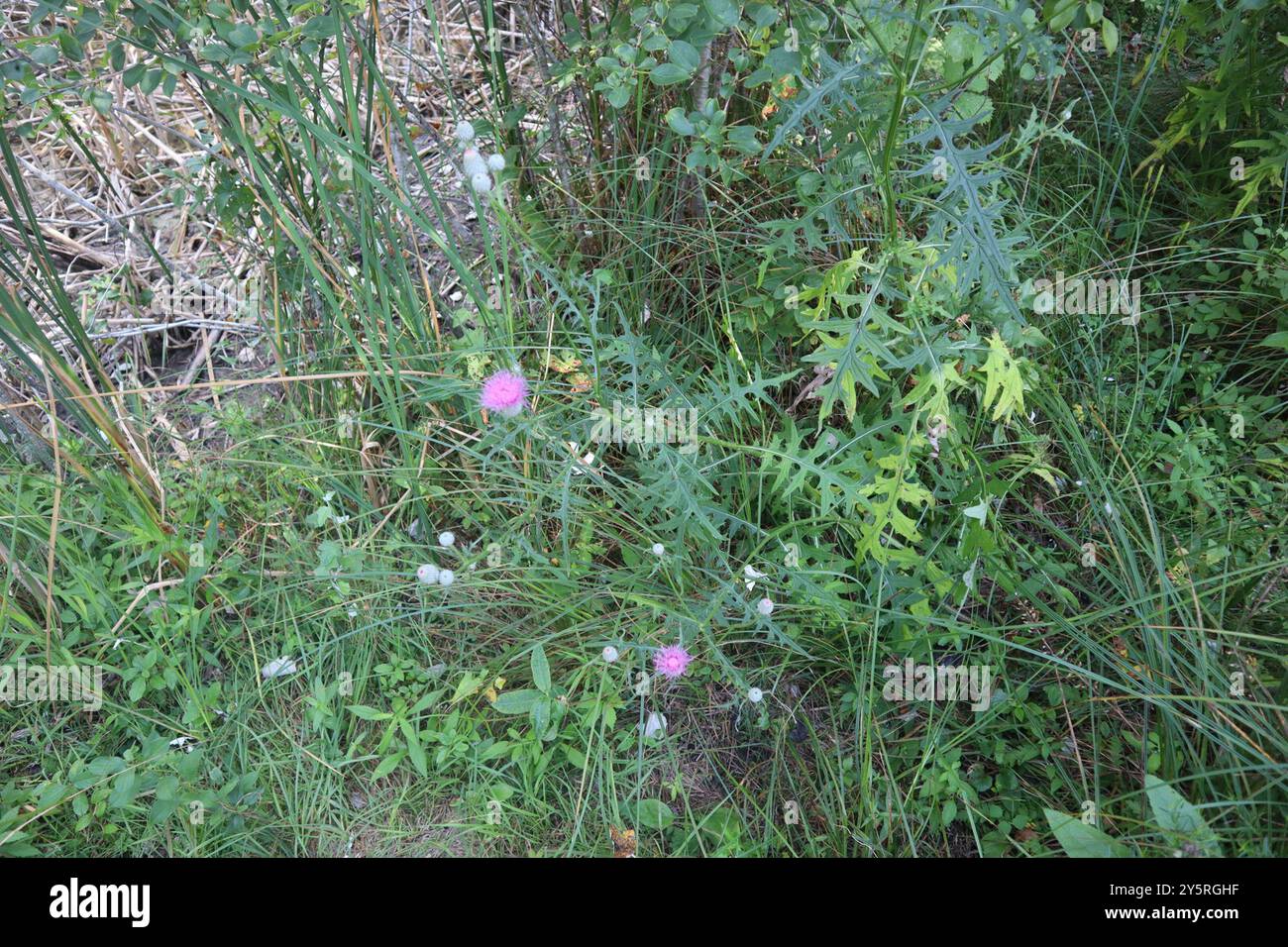 swamp thistle (Cirsium muticum) Plantae Stock Photo - Alamy