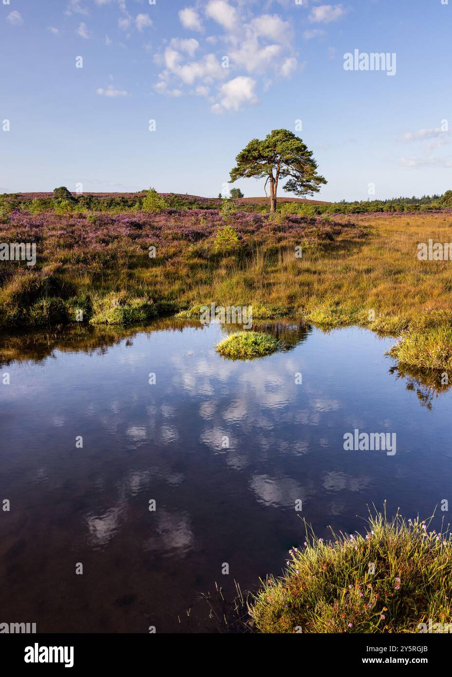 Scenes across the New Forest Stock Photo - Alamy