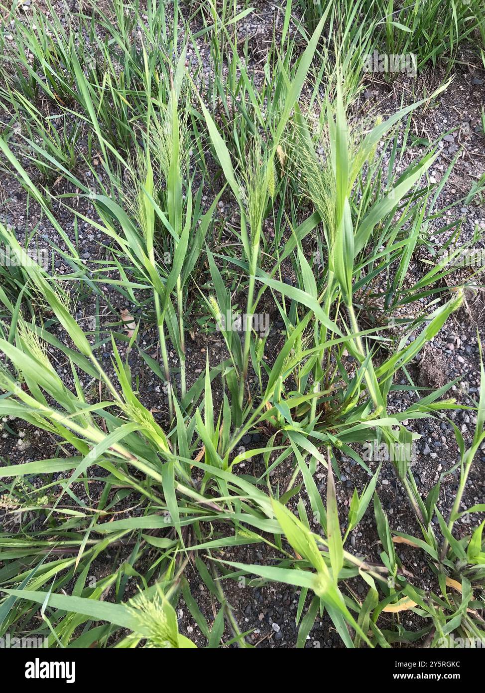 witch grass (Panicum capillare) Plantae Stock Photo - Alamy