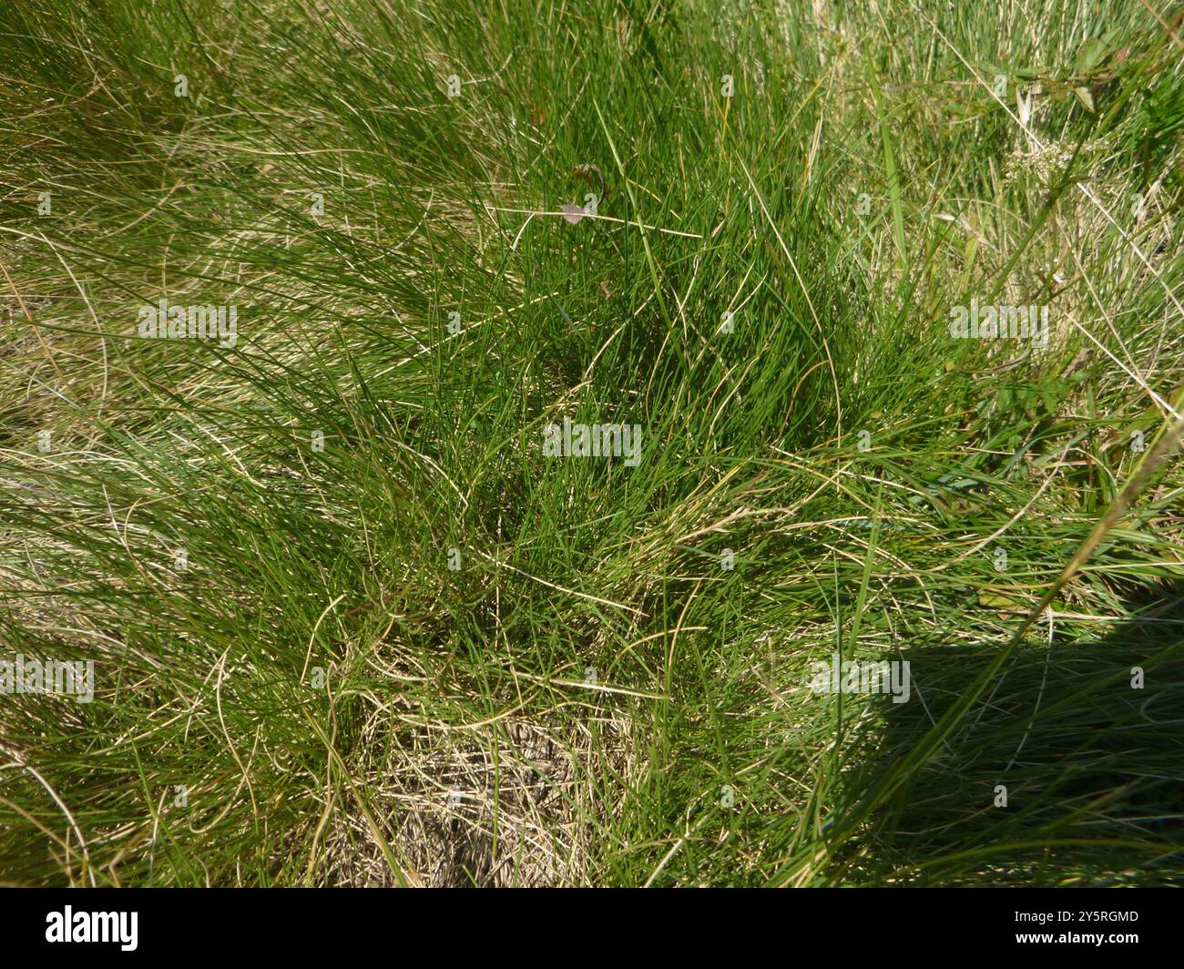 Matgrass (Nardus stricta) Plantae Stock Photo - Alamy