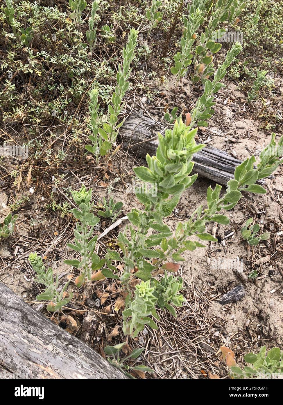 sessileflower false goldenaster (Heterotheca sessiliflora) Plantae ...