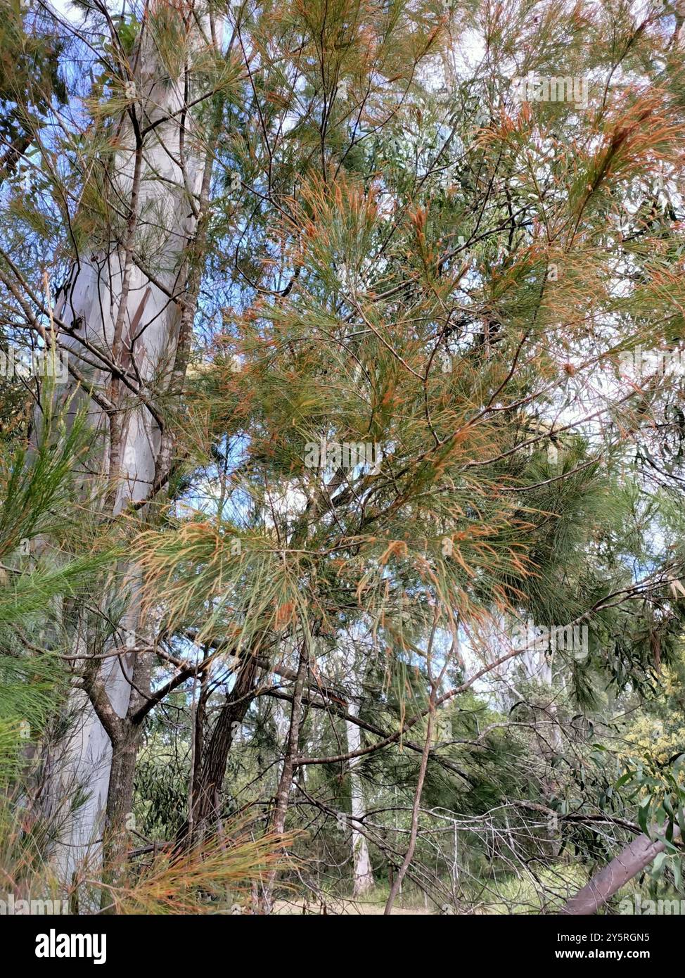 Black sheoak (Allocasuarina littoralis) Plantae Stock Photo - Alamy