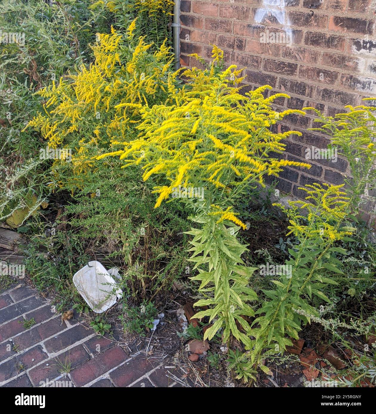 tall goldenrod (Solidago altissima) Plantae Stock Photo - Alamy