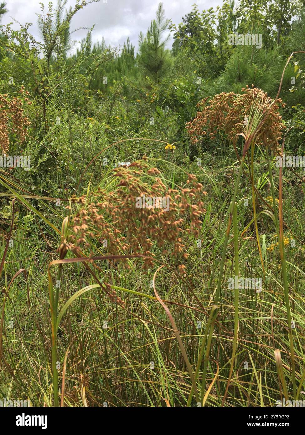 woolgrass (Scirpus cyperinus) Plantae Stock Photo - Alamy