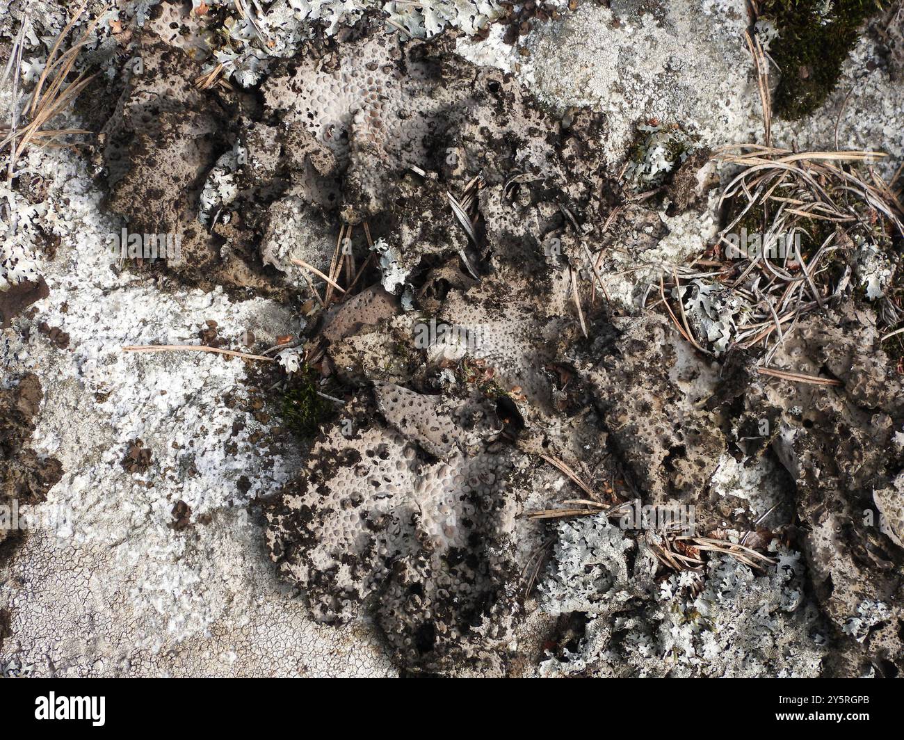 (Lasallia pustulata) Fungi Stock Photo - Alamy