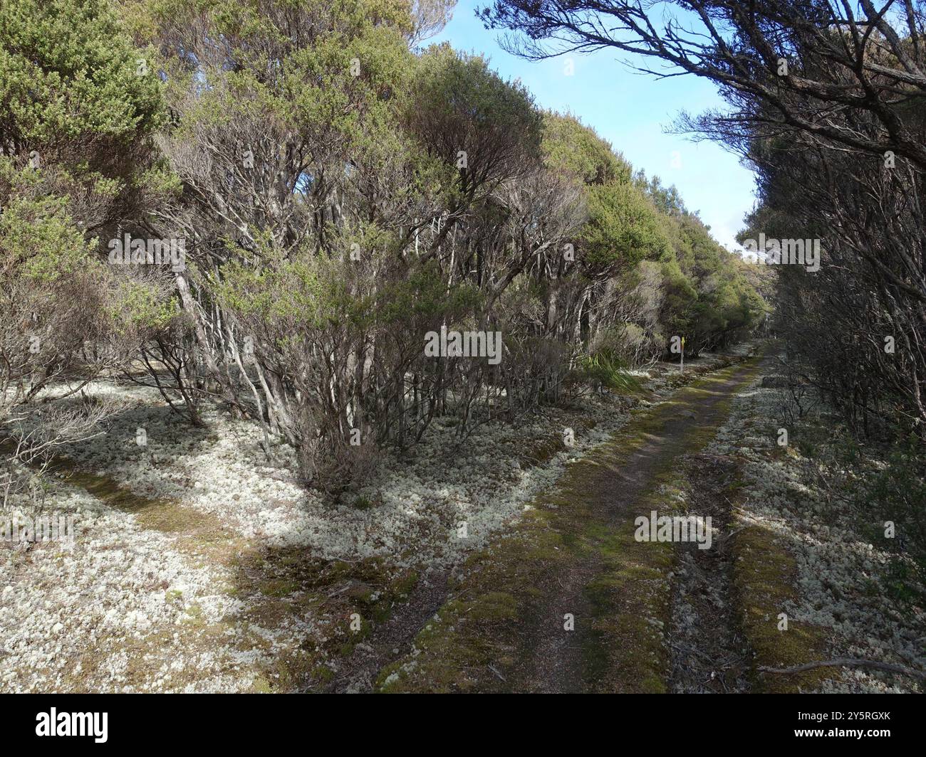 Coral lichen (Pulchrocladia retipora) Fungi Stock Photo - Alamy