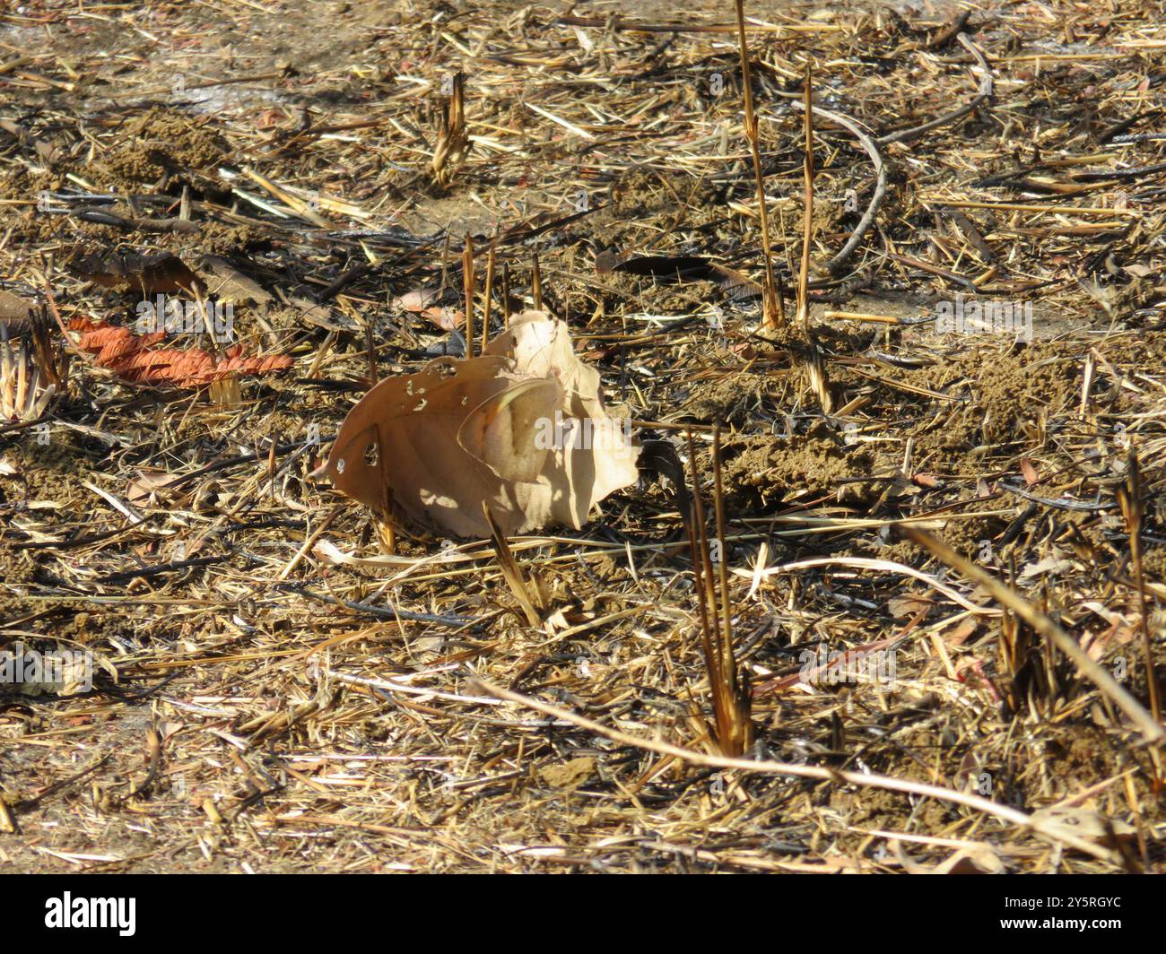 Colotis ione hi-res stock photography and images - Alamy