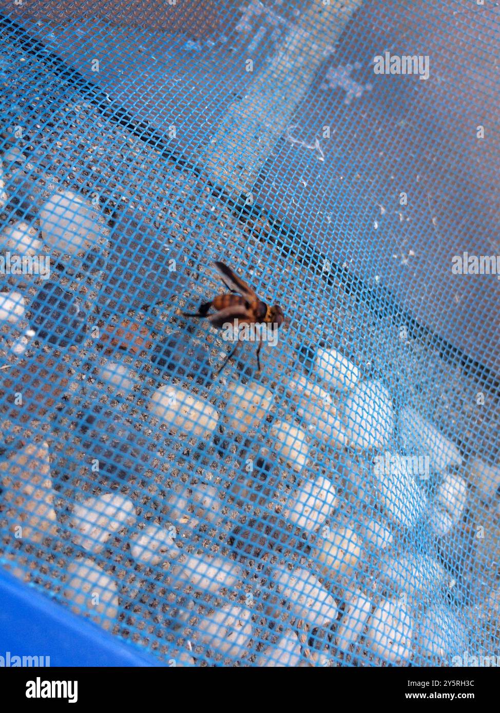 Feather legged flies hi-res stock photography and images - Alamy