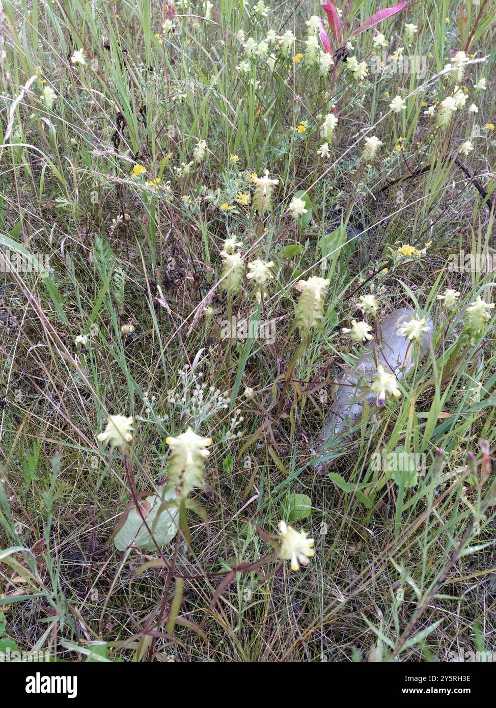 Crested Cow-wheat (Melampyrum cristatum) Plantae Stock Photo - Alamy