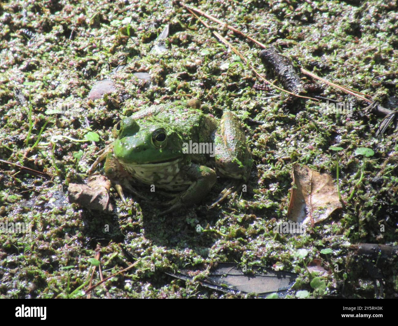 American Bullfrog (Lithobates catesbeianus) Amphibia Stock Photo - Alamy
