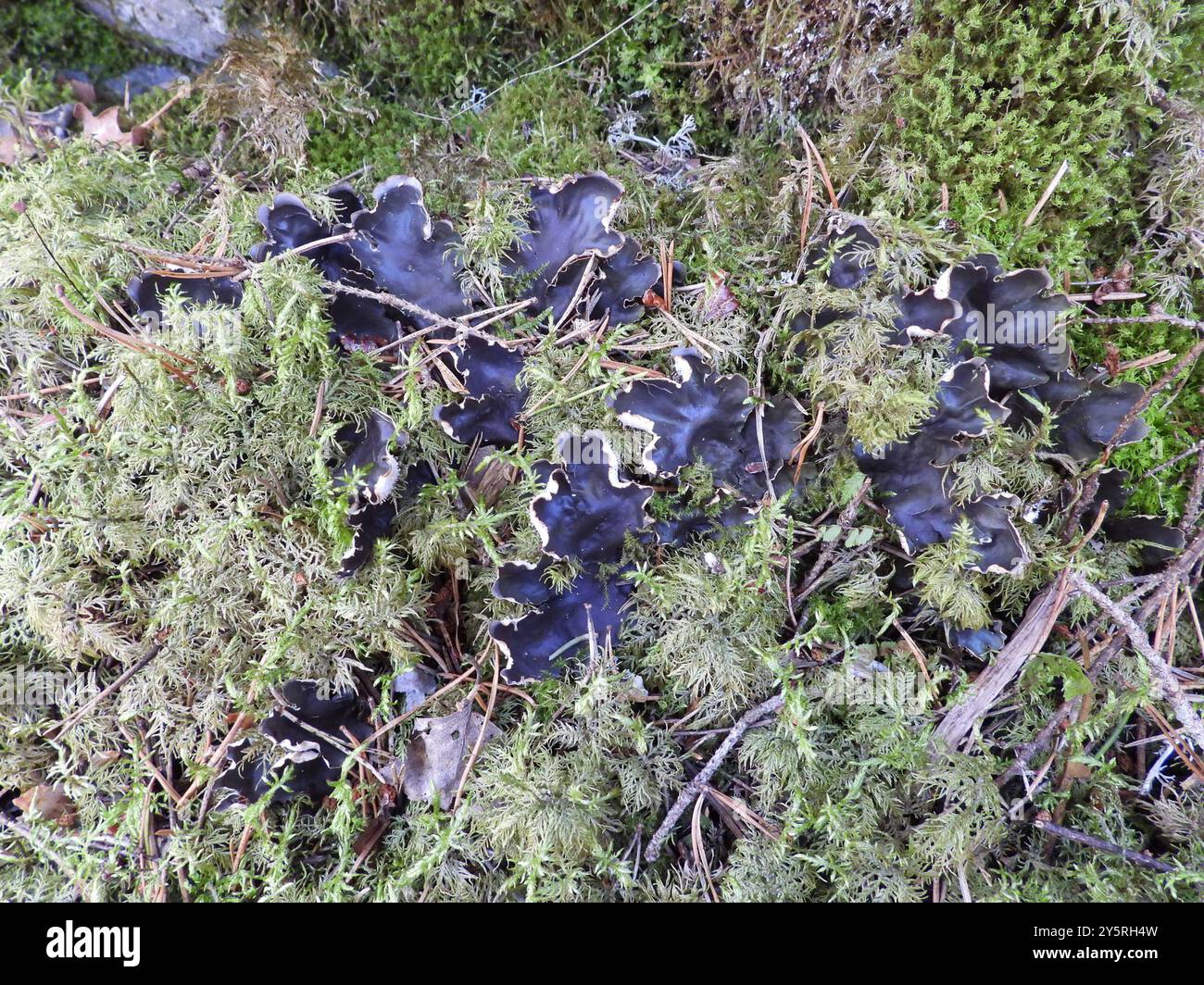 Blacksaddle pelt lichen (Peltigera neckeri) Fungi Stock Photo - Alamy