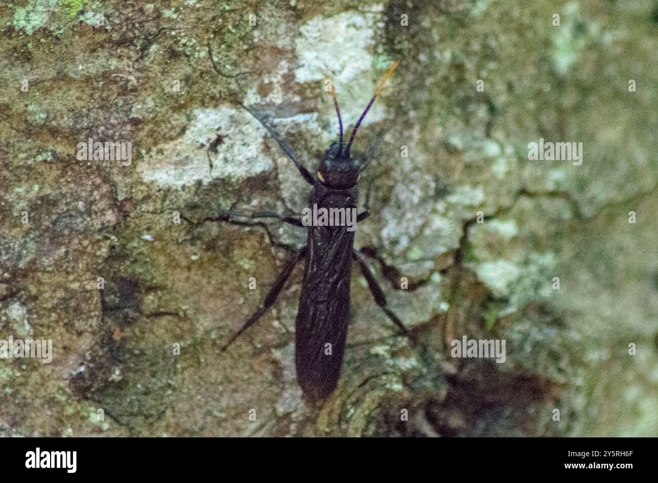 Black-and-red Horntail (Urocerus cressoni) Insecta Stock Photo - Alamy