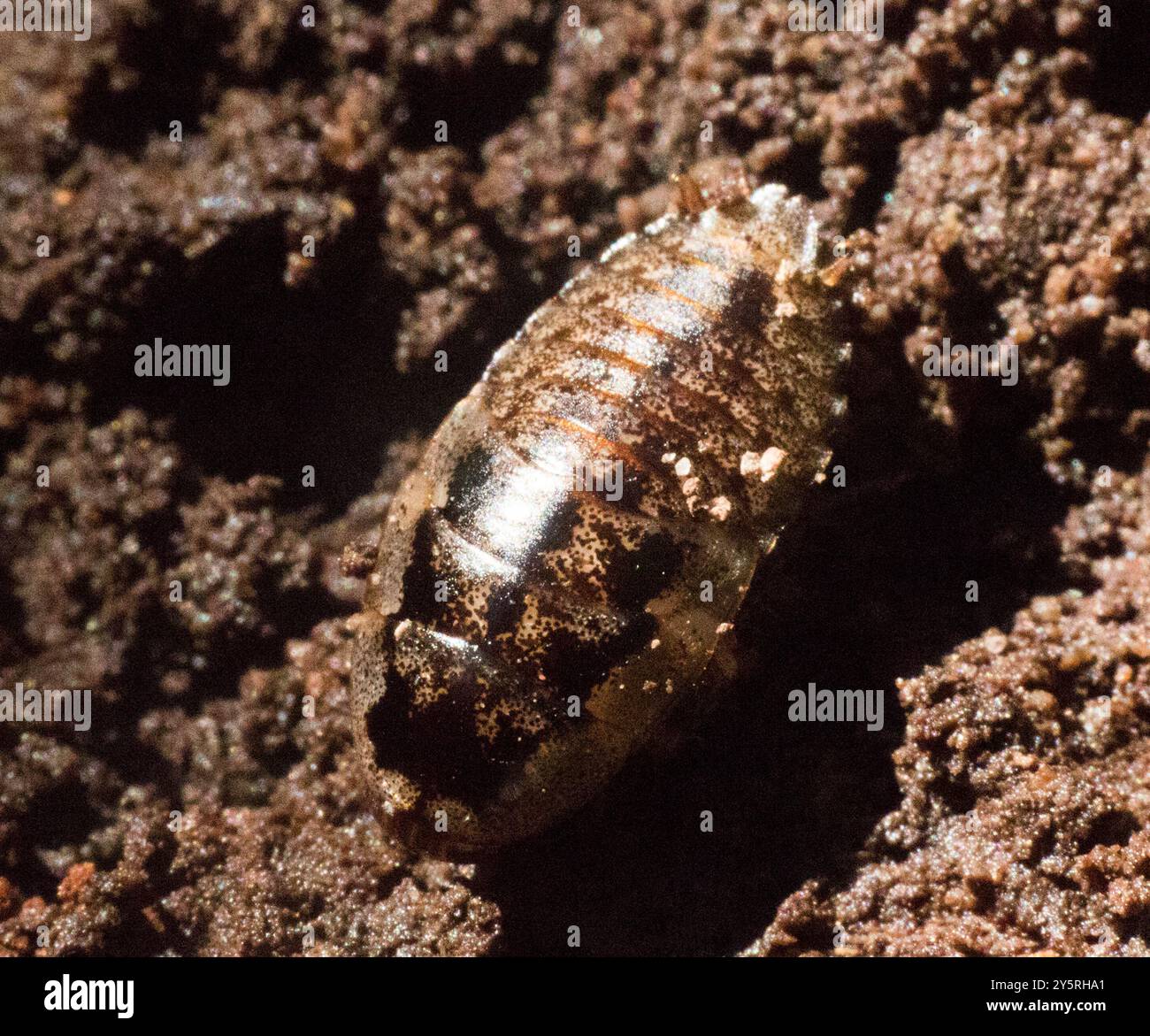 Giant Cockroaches (Blaberidae) Insecta Stock Photo - Alamy