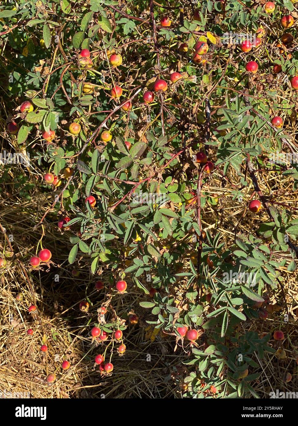 Nootka rose (Rosa nutkana) Plantae Stock Photo - Alamy