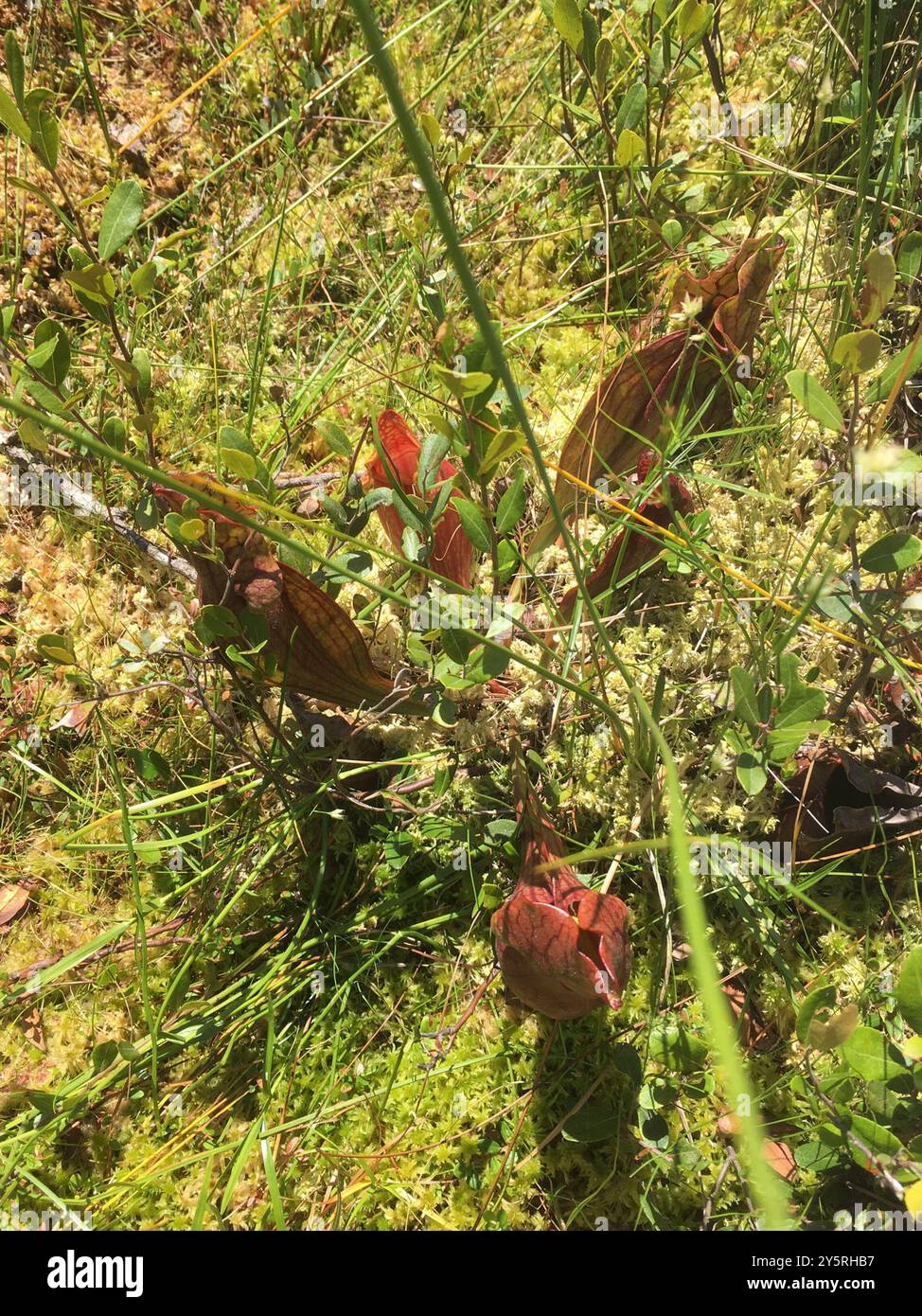 northern purple pitcher plant (Sarracenia purpurea purpurea) Plantae ...