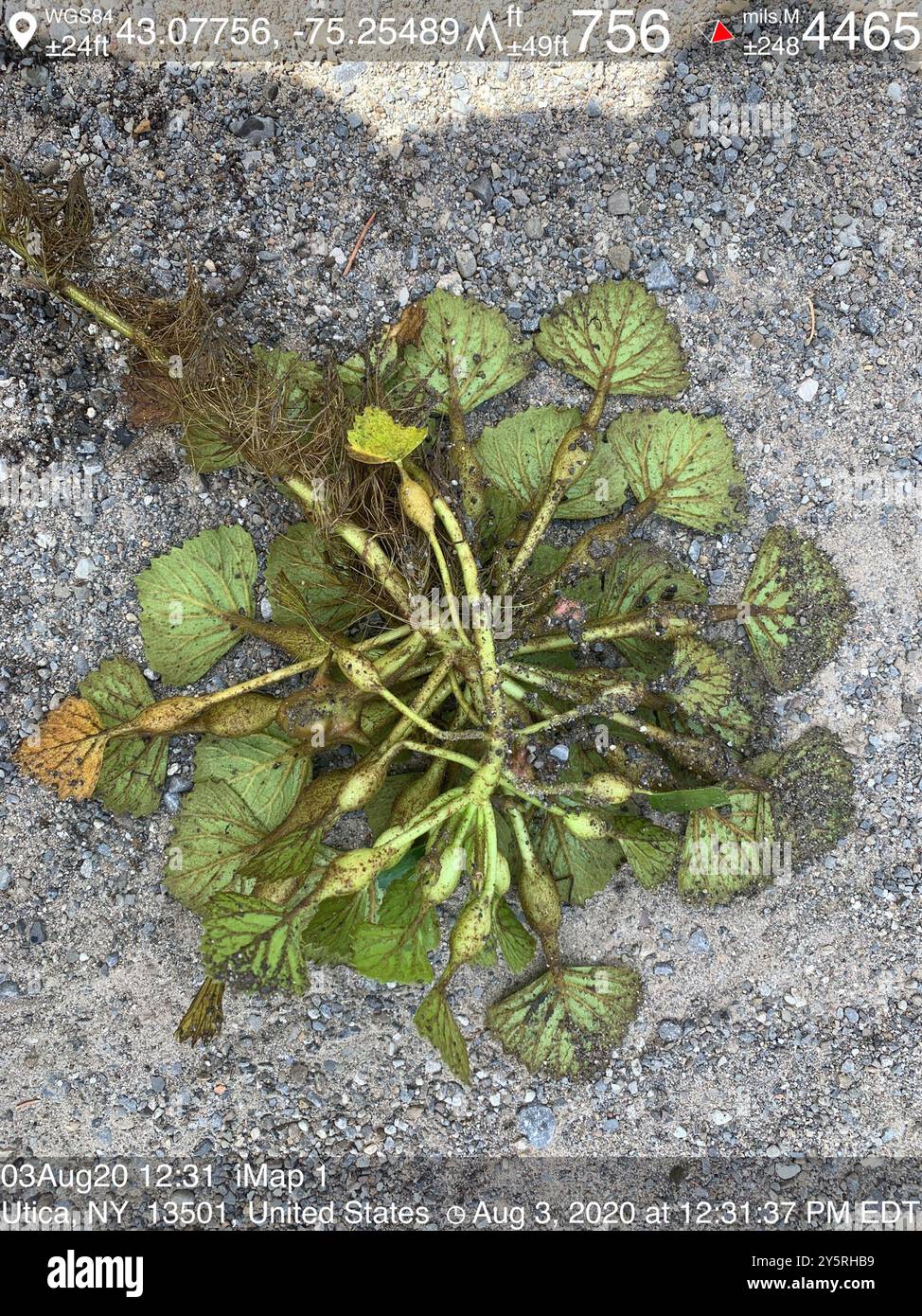 Water caltrop (Trapa natans) Plantae Stock Photo - Alamy