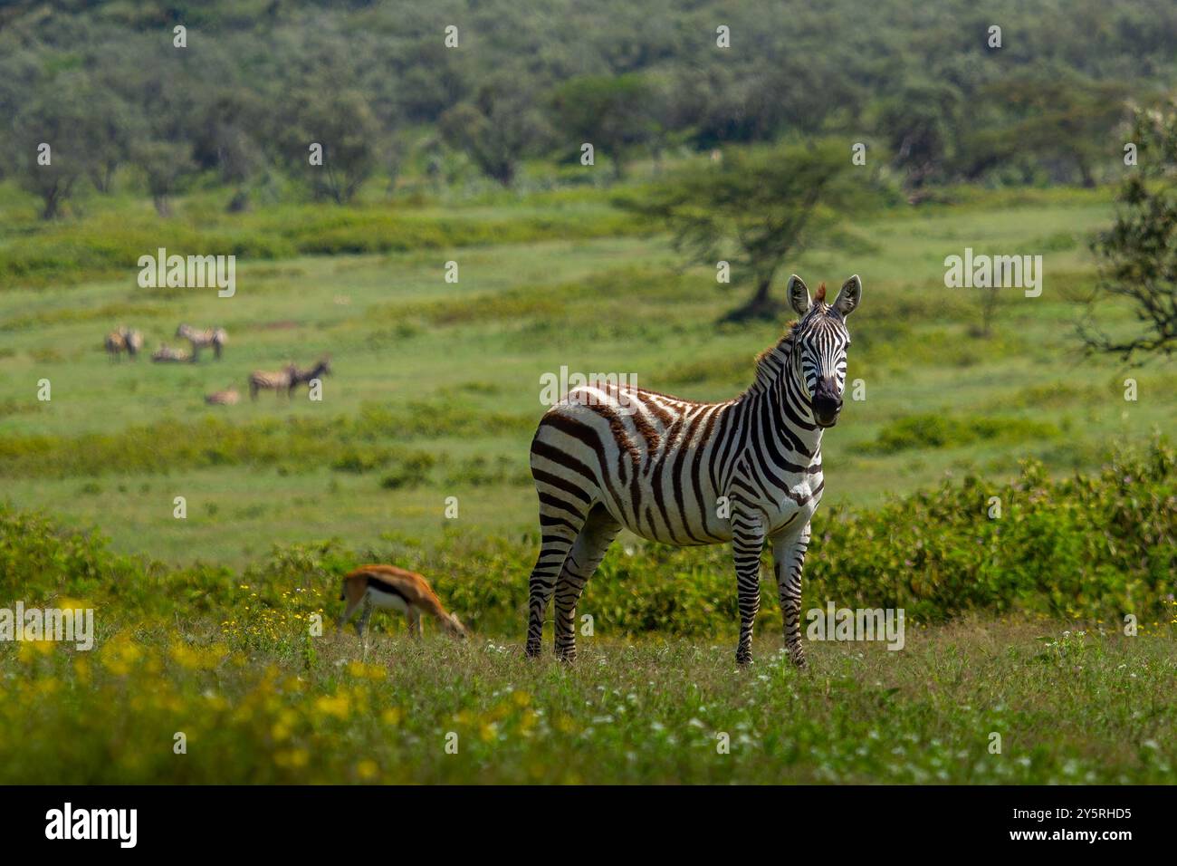 Zebra in Naivasha, Kenya Stock Photo - Alamy