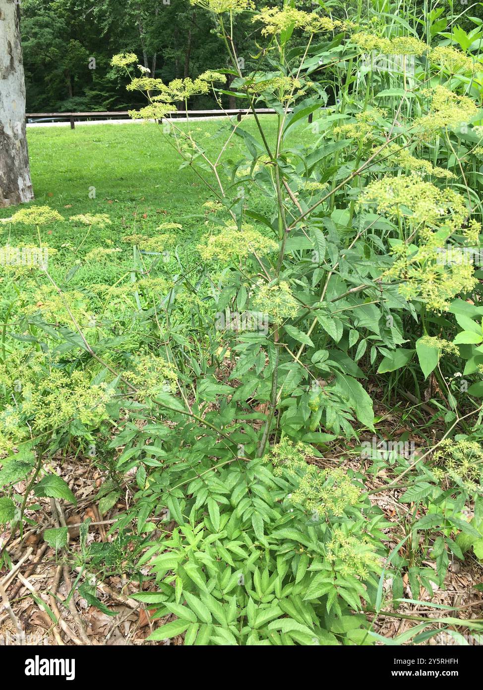 water hemlock (Cicuta maculata) Plantae Stock Photo - Alamy