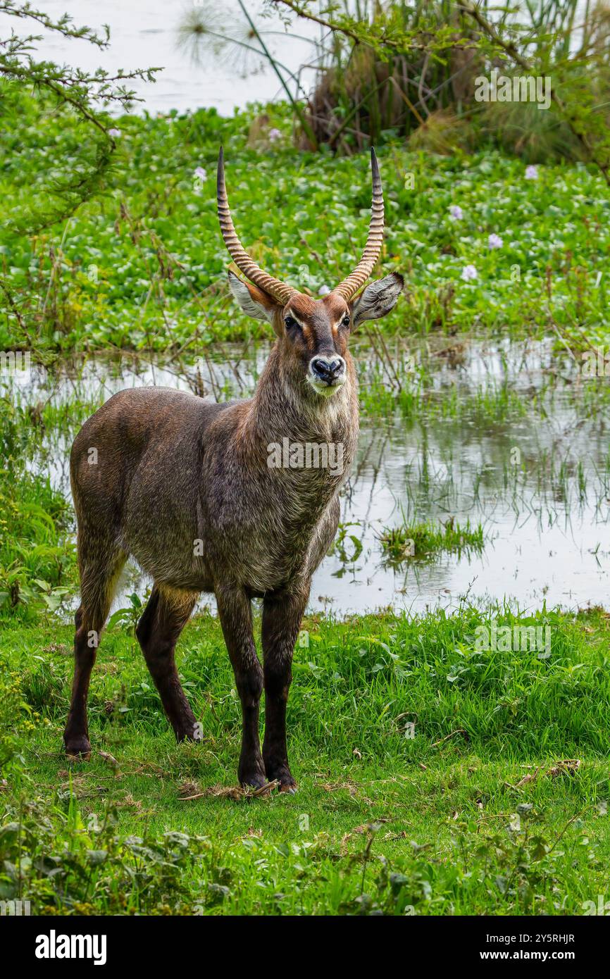 Buck bush hi-res stock photography and images - Alamy