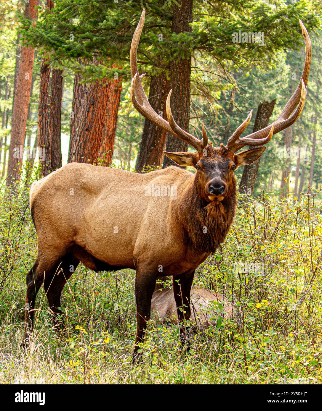 Elk male full grown hi-res stock photography and images - Alamy