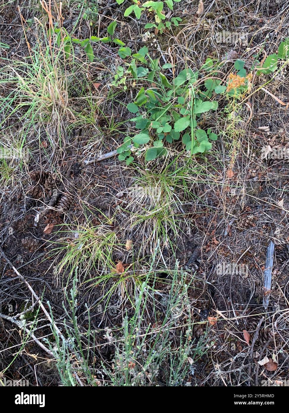 Long-rhizomed Sedge (Carex inops inops) Plantae Stock Photo - Alamy