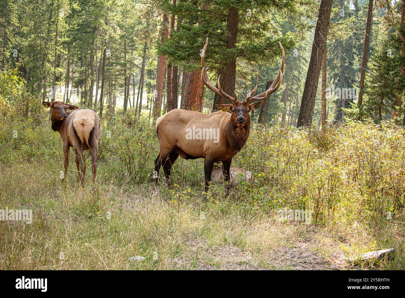 Elk Family Flathead Lake, Montana Stock Photo - Alamy