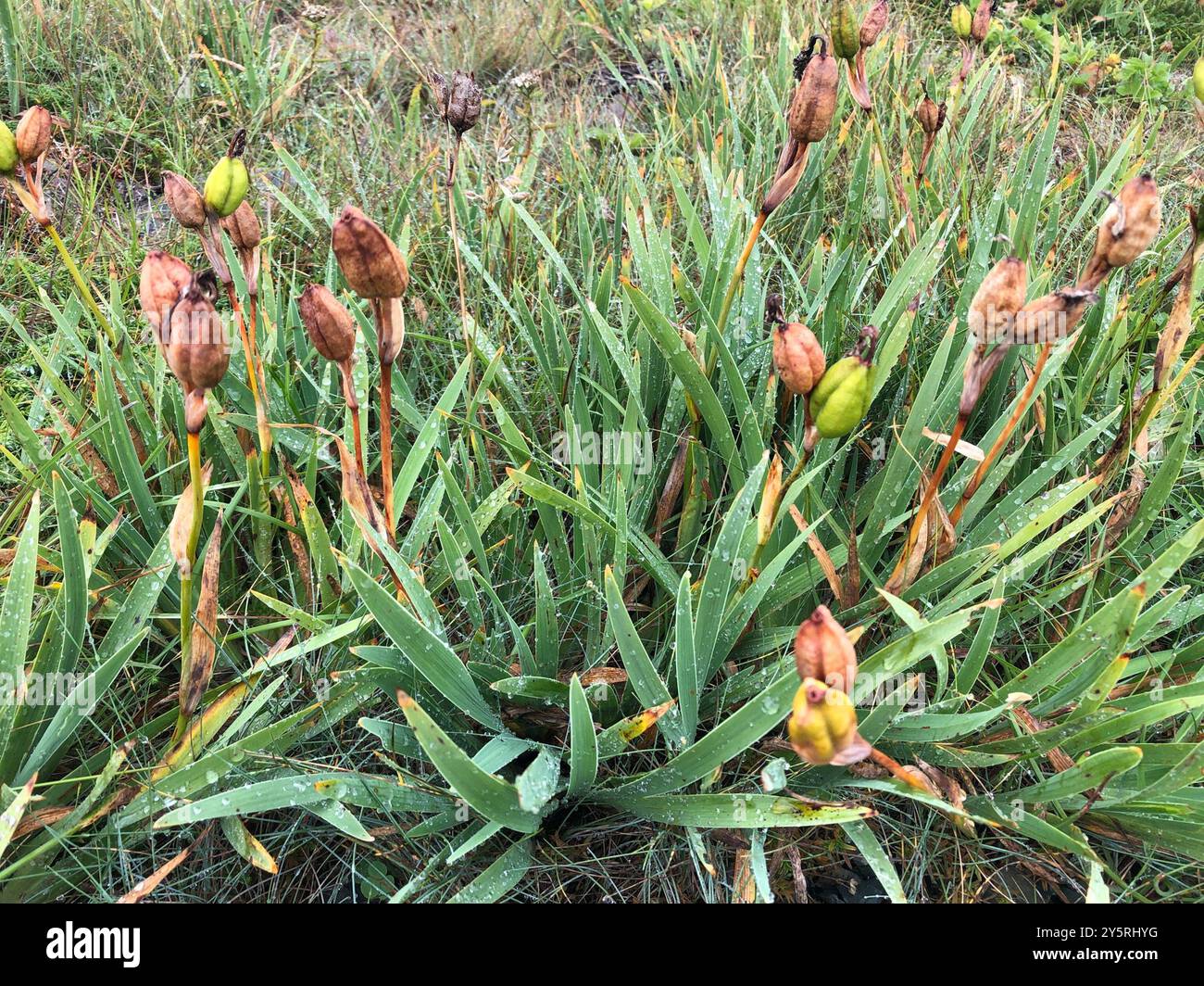beach-head iris (Iris hookeri) Plantae Stock Photo - Alamy