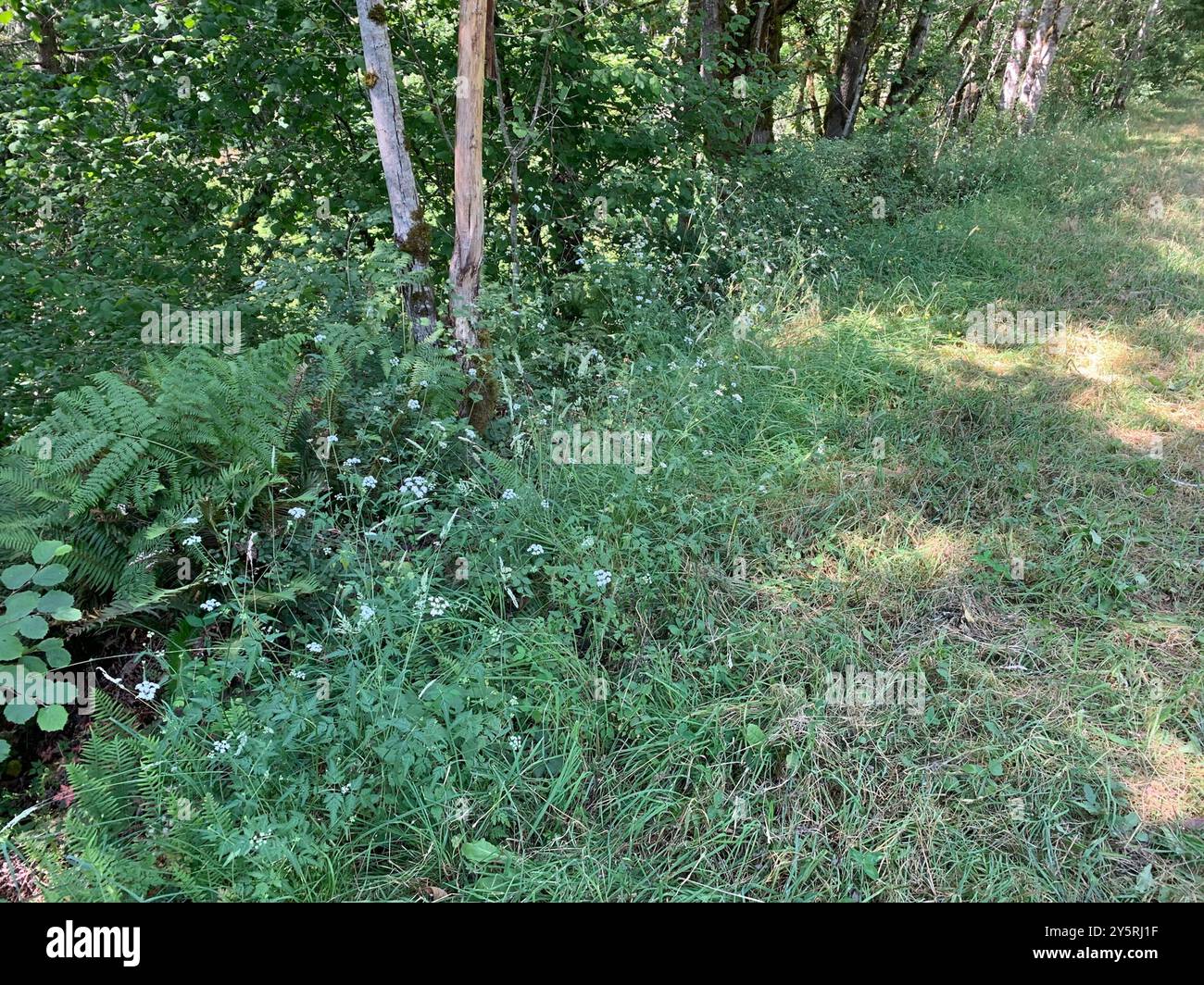 upright hedge-parsley (Torilis japonica) Plantae Stock Photo - Alamy