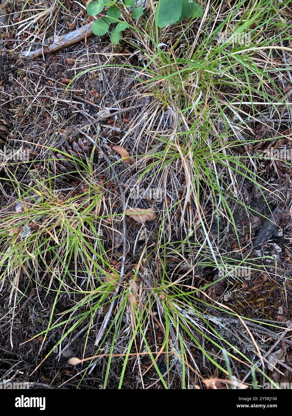 Long-rhizomed Sedge (Carex inops inops) Plantae Stock Photo - Alamy