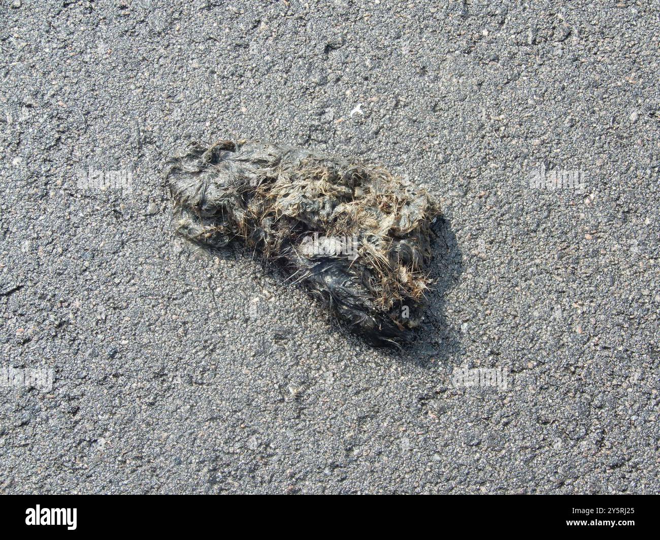 Mammals (Mammalia) Mammalia Stock Photo - Alamy