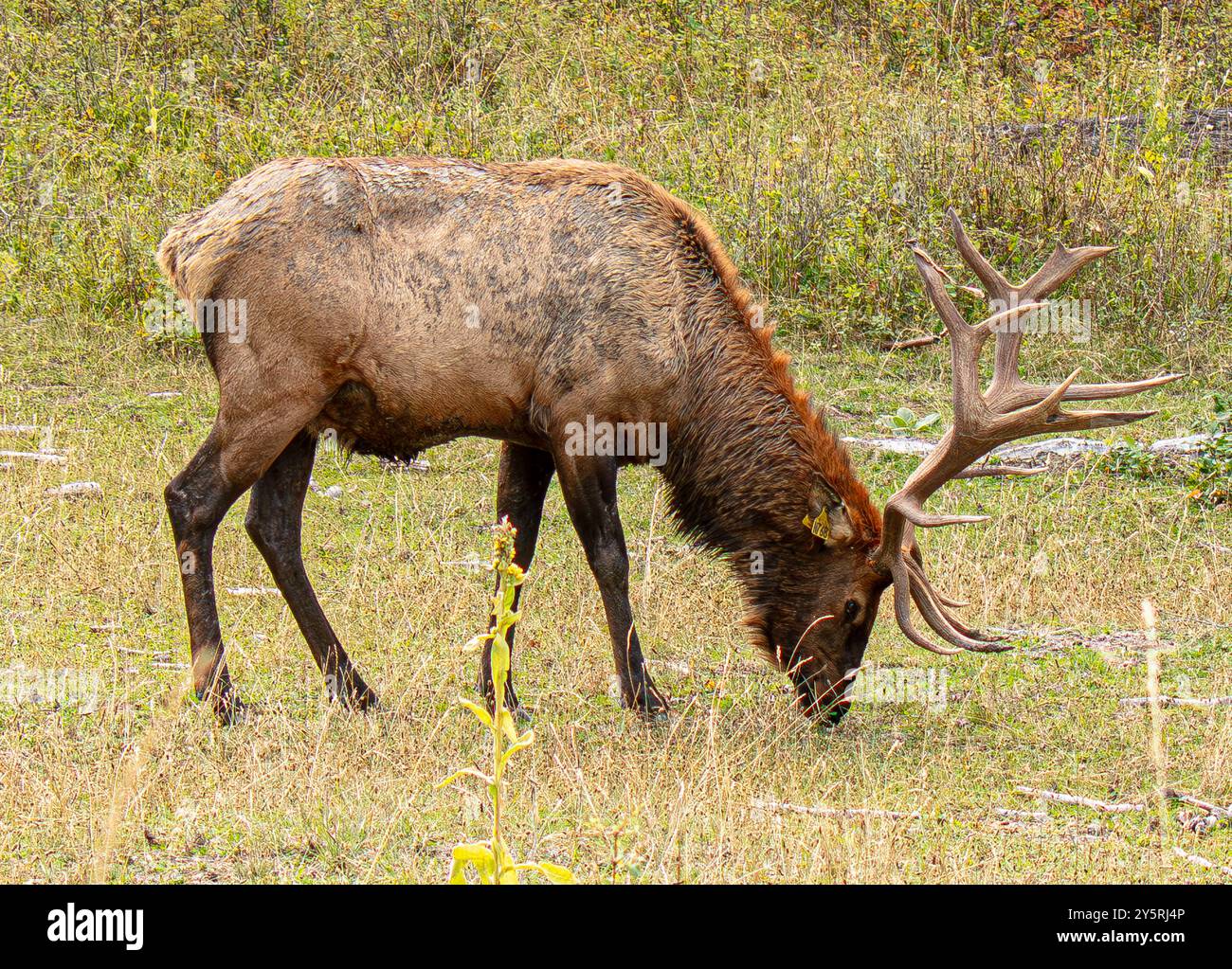 Bull elk feeding flathead lake hi-res stock photography and images - Alamy
