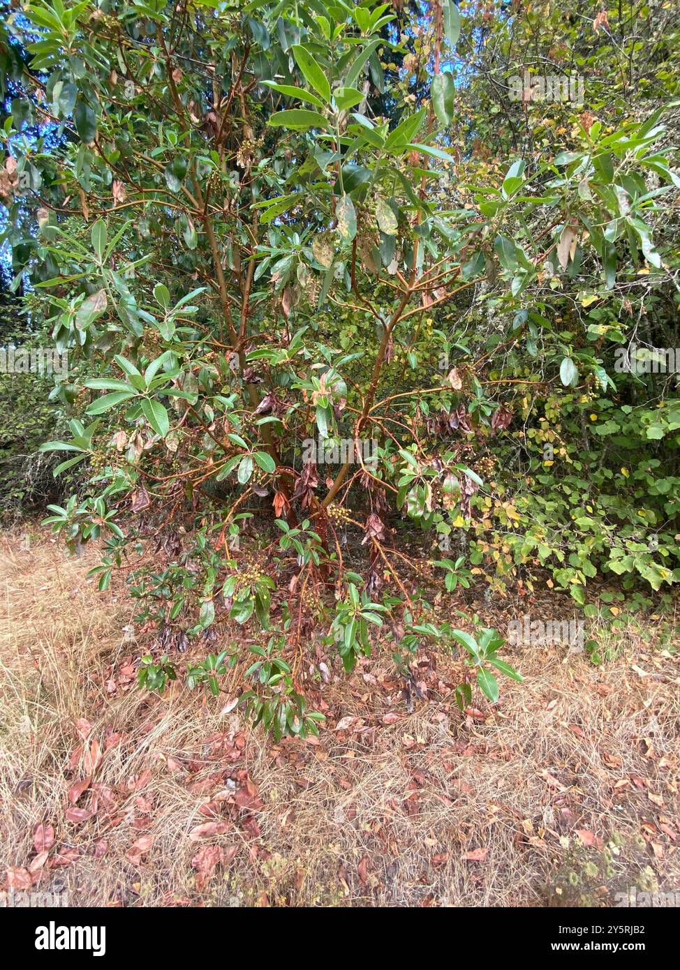 Pacific madrone (Arbutus menziesii) Plantae Stock Photo - Alamy