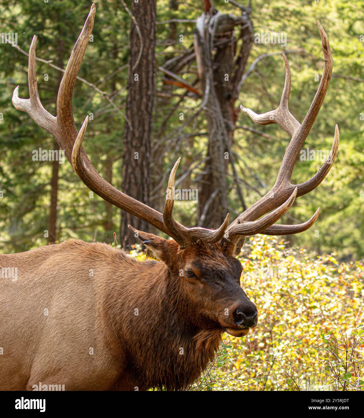 Bull elk flathead lake montana hi-res stock photography and images - Alamy