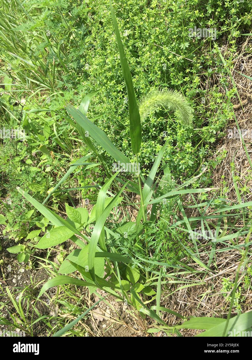 giant foxtail (Setaria faberi) Plantae Stock Photo - Alamy