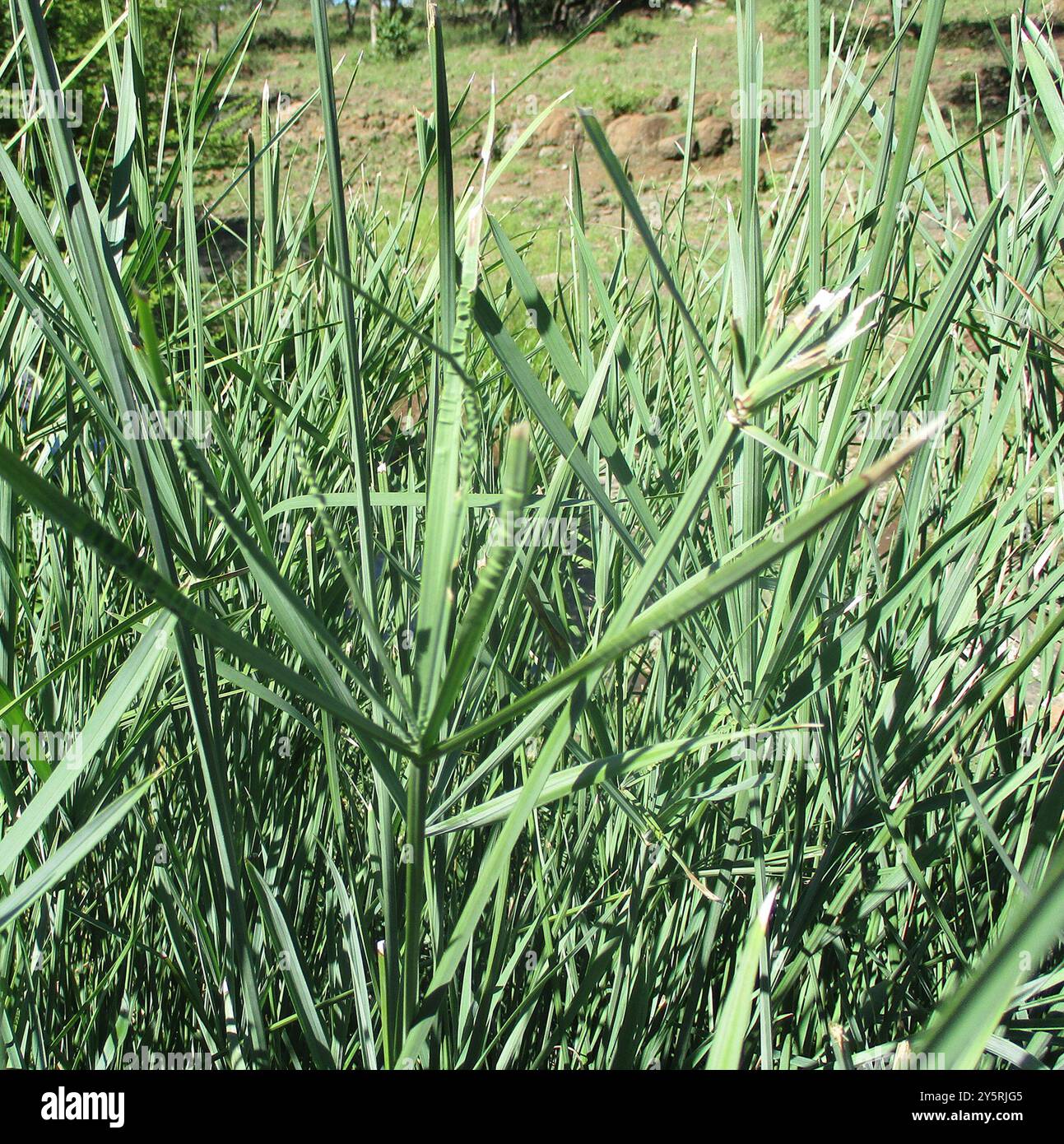 Umbrella Papyrus (Cyperus alternifolius) Plantae Stock Photo - Alamy