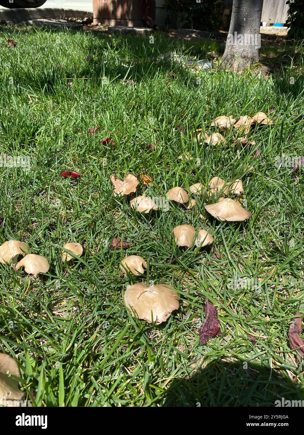 Pale Brittlestem (Candolleomyces candolleanus) Fungi Stock Photo - Alamy
