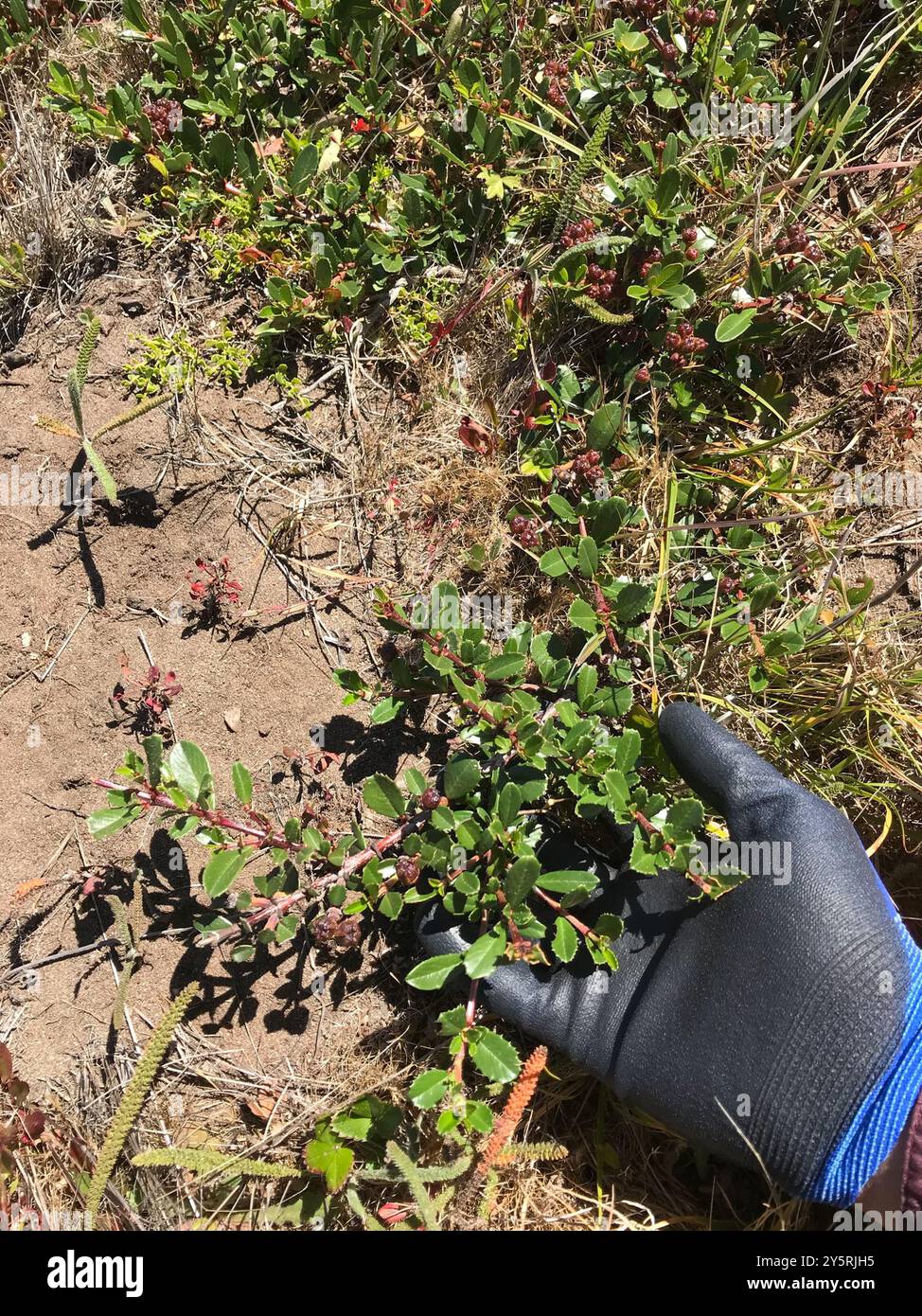 Point Reyes Ceanothus (Ceanothus gloriosus) Plantae Stock Photo - Alamy