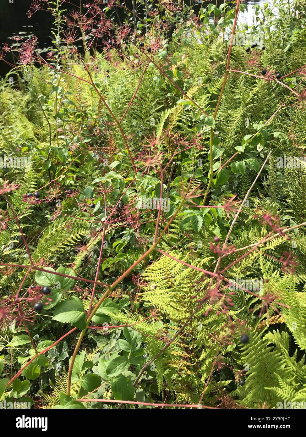 bristly sarsaparilla (Aralia hispida) Plantae Stock Photo - Alamy