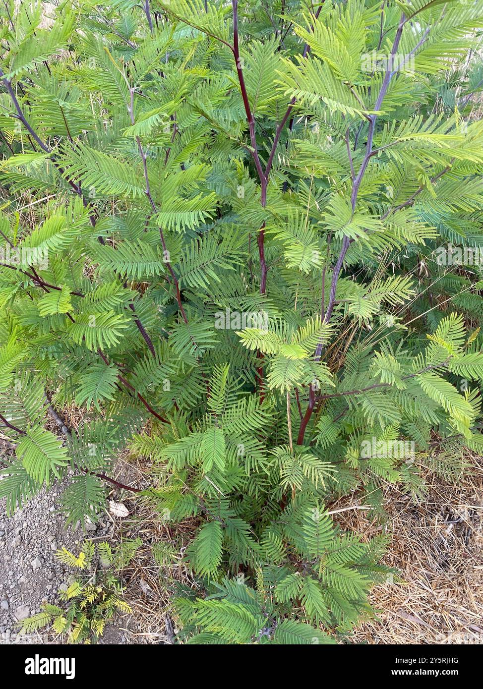 Acacias, Mimosas, mesquites, and allies (Mimosoideae) Plantae Stock ...