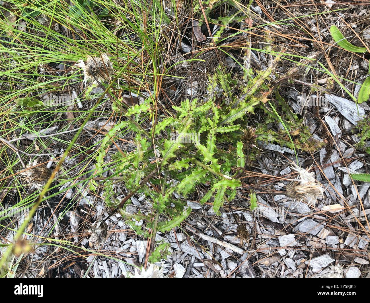 sandhill thistle (Cirsium repandum) Plantae Stock Photo - Alamy