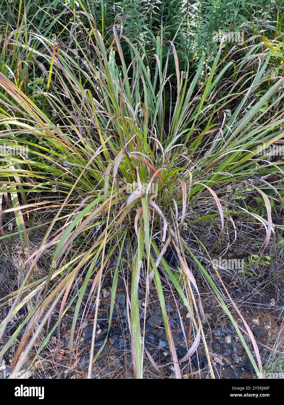 eastern gamagrass (Tripsacum dactyloides) Plantae Stock Photo - Alamy