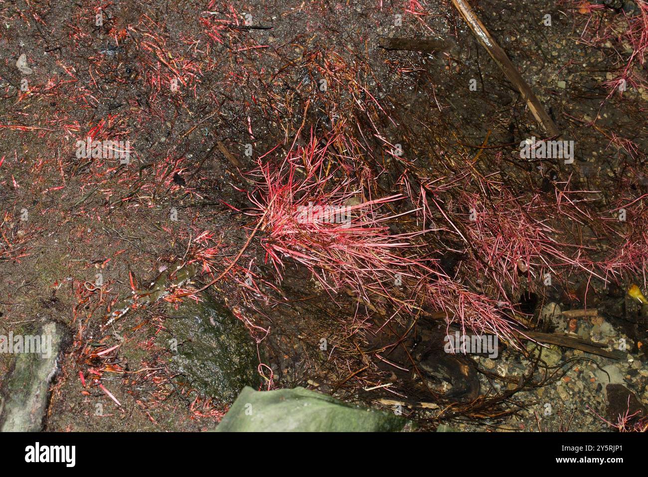 vascular plants (Tracheophyta) Plantae Stock Photo - Alamy