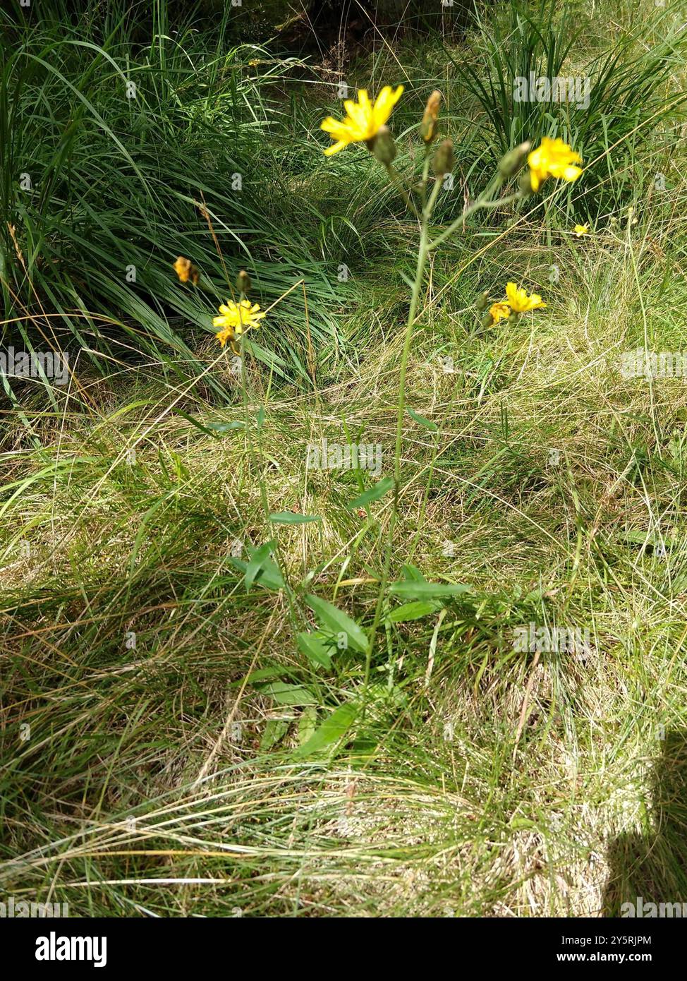 common hawkweed (Hieracium lachenalii) Plantae Stock Photo - Alamy
